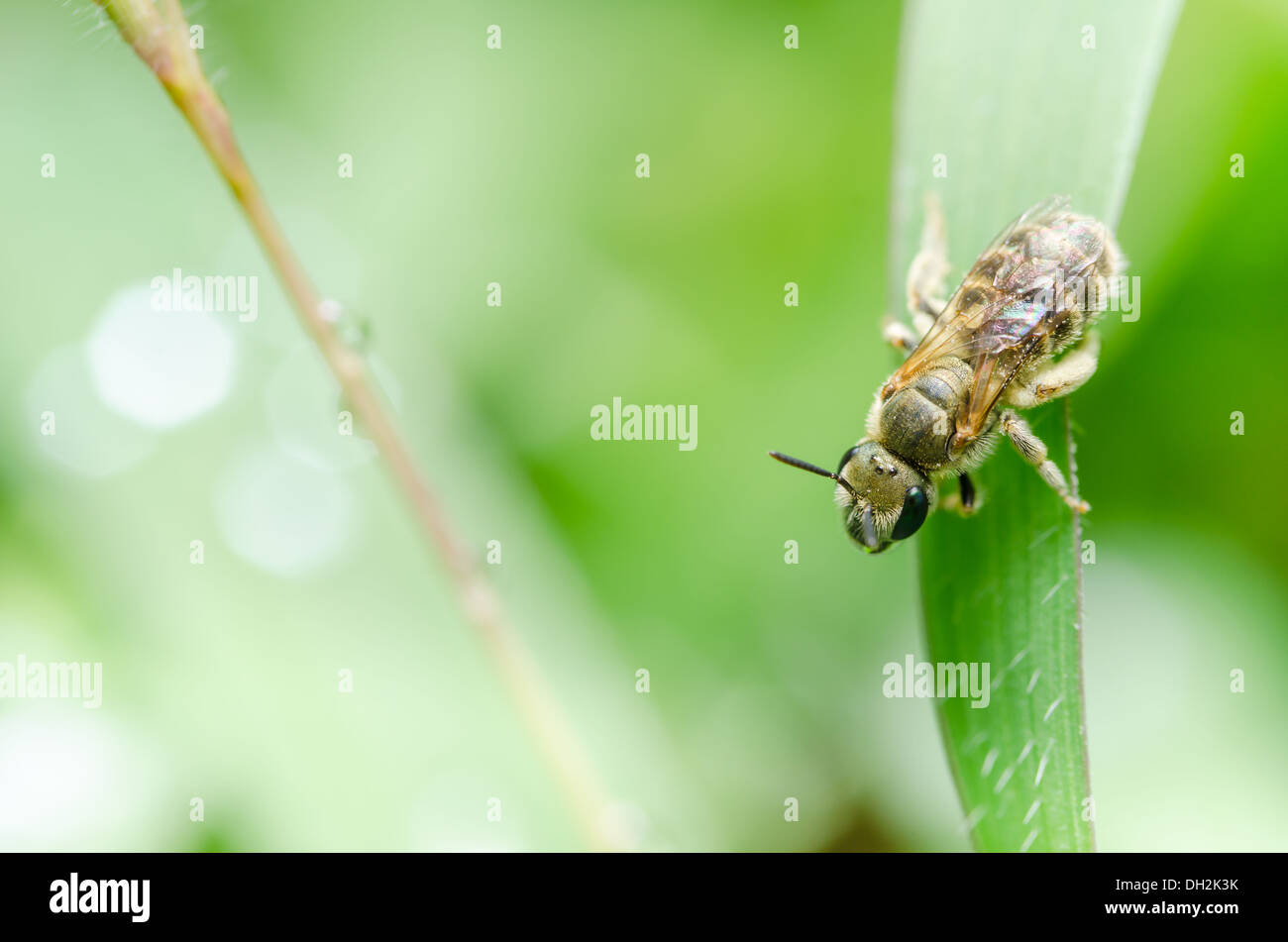 Bee in the green nature or in the garden Stock Photo - Alamy