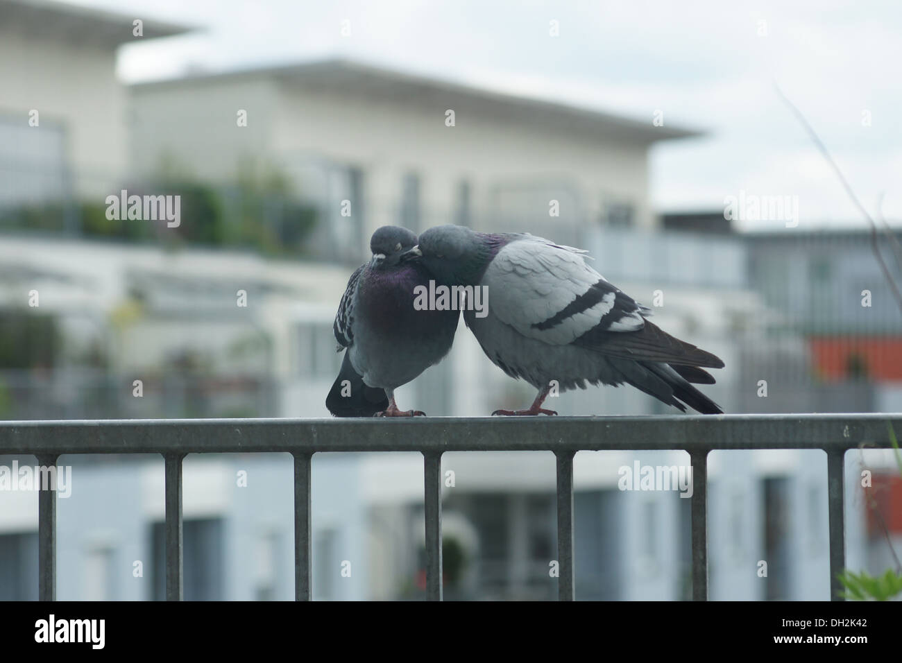 Tauben tier hi-res stock photography and images - Alamy