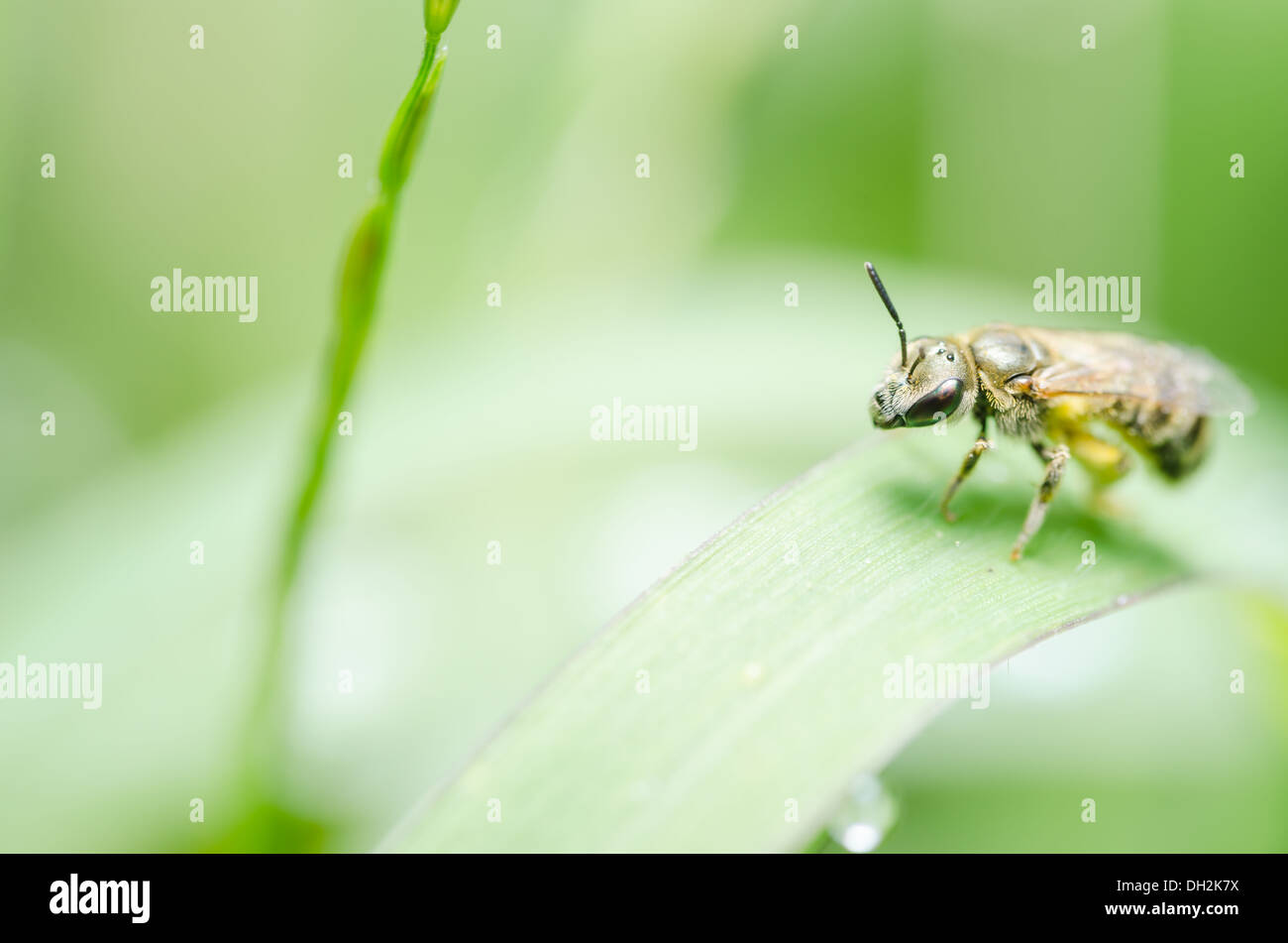 Bee in the green nature or in the garden Stock Photo - Alamy