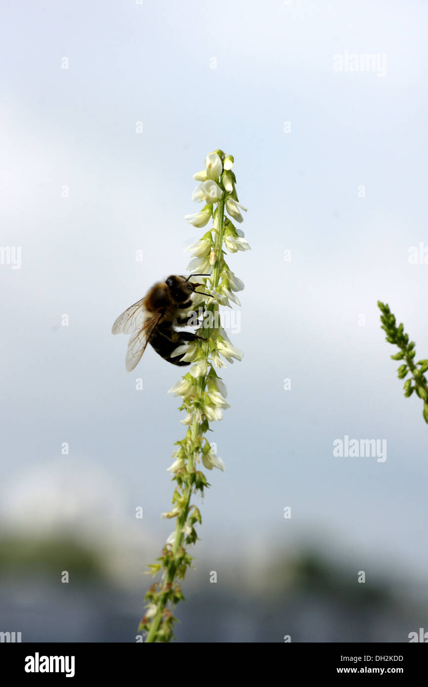 White Sweet Clover Stock Photo - Alamy