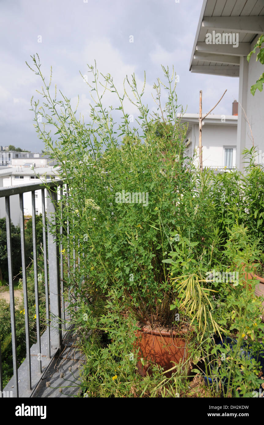 White Sweet Clover Stock Photo - Alamy