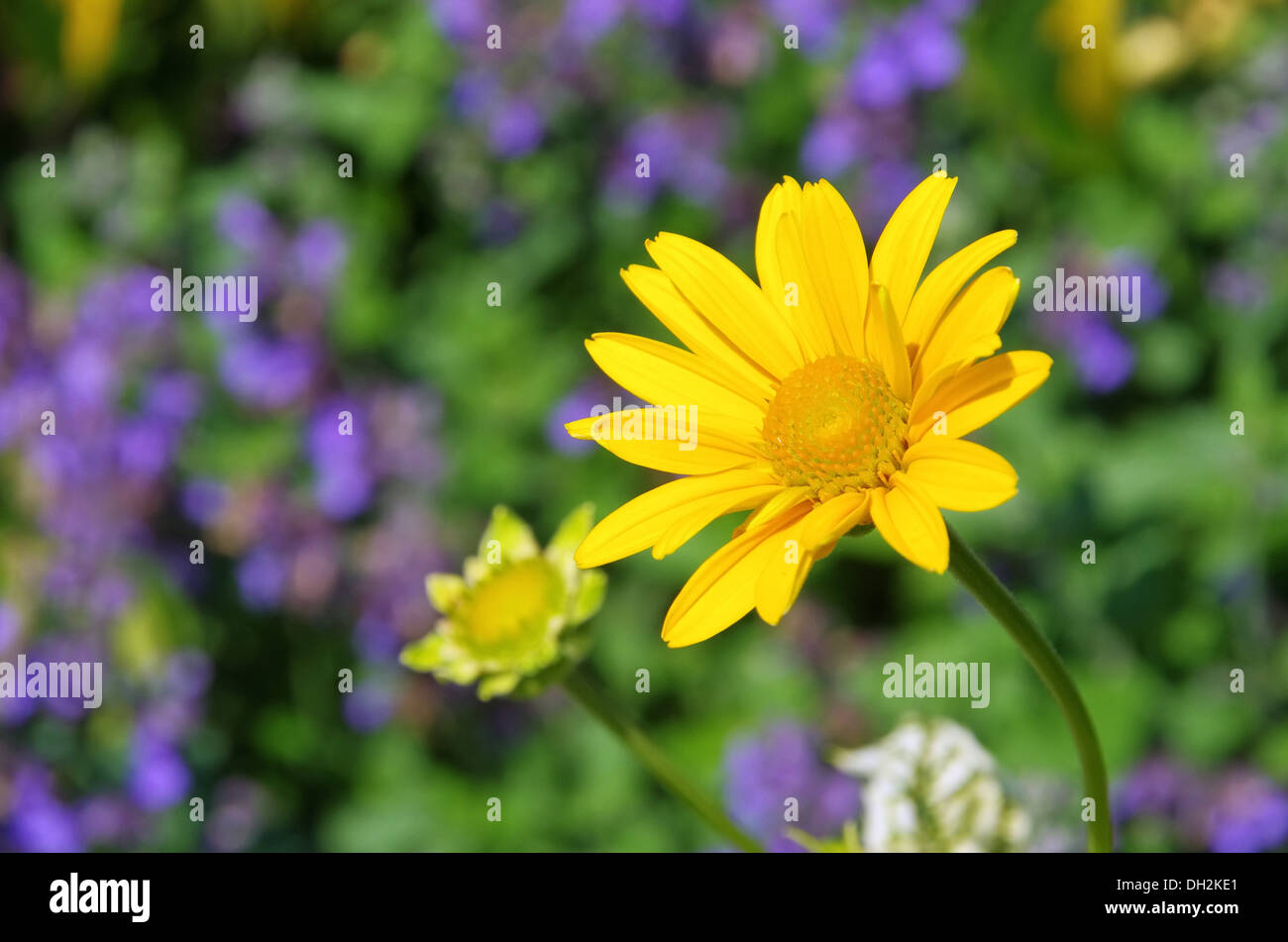 False daisy plant hi-res stock photography and images - Alamy