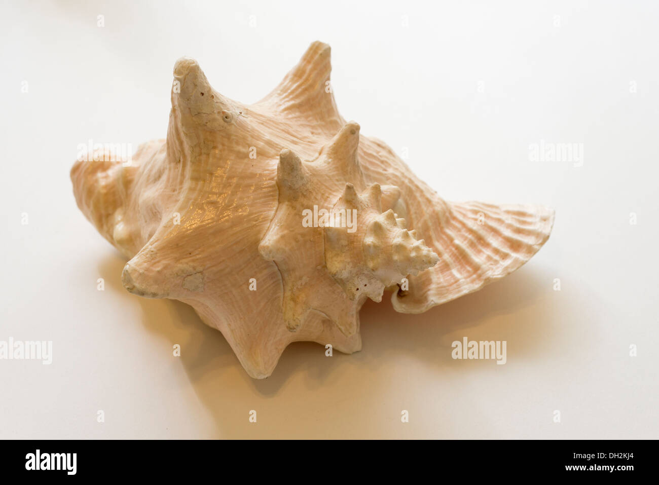 Pointy shell hi-res stock photography and images - Alamy