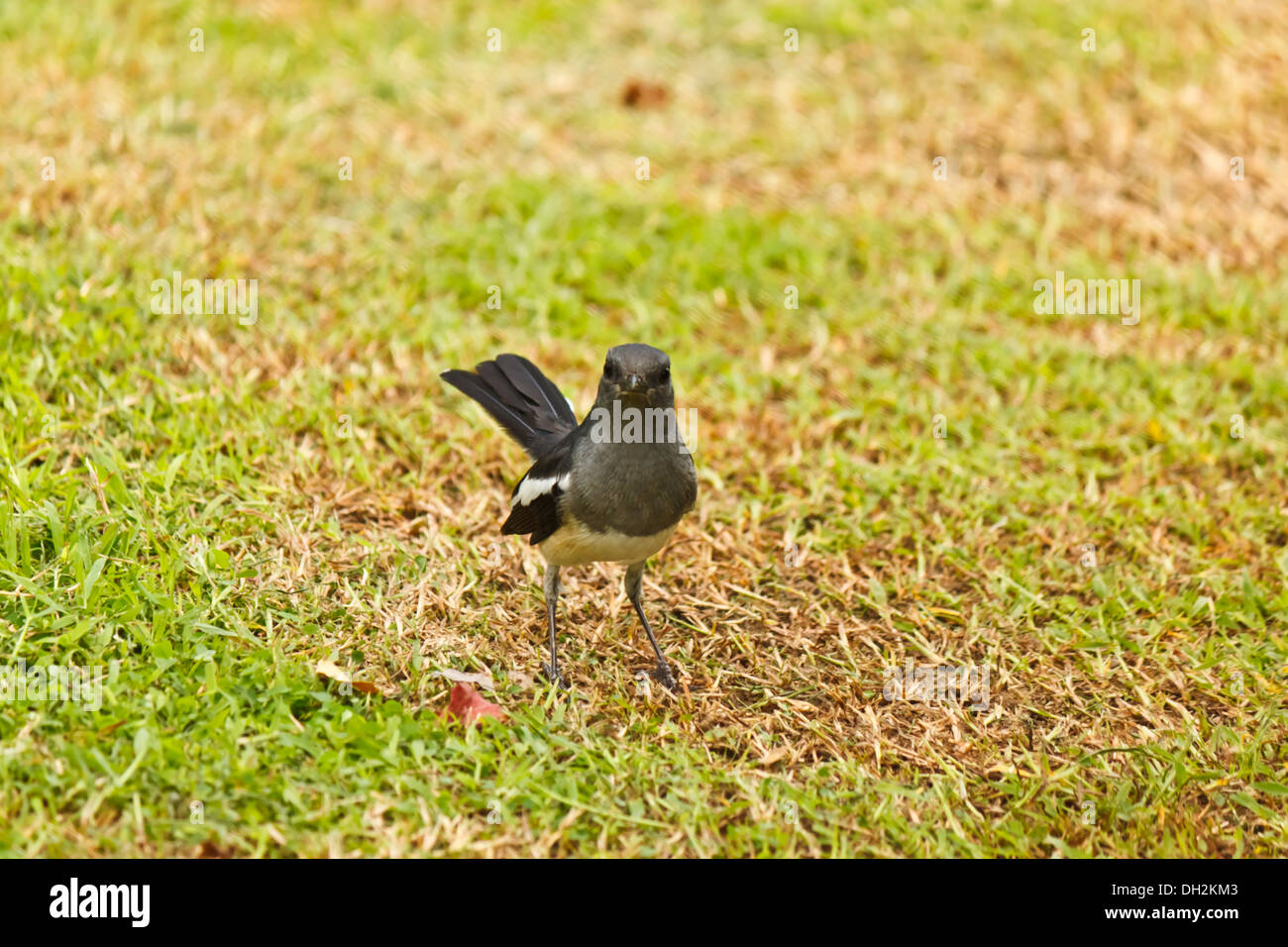 Magpie on cattle hi-res stock photography and images - Alamy