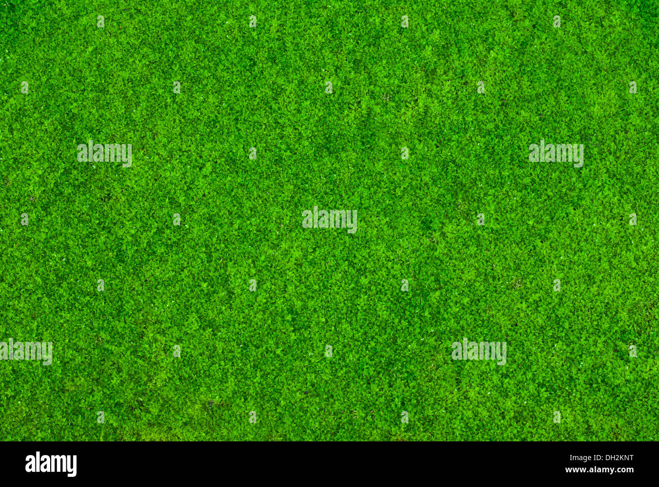 Moss texture background Stock Photo - Alamy