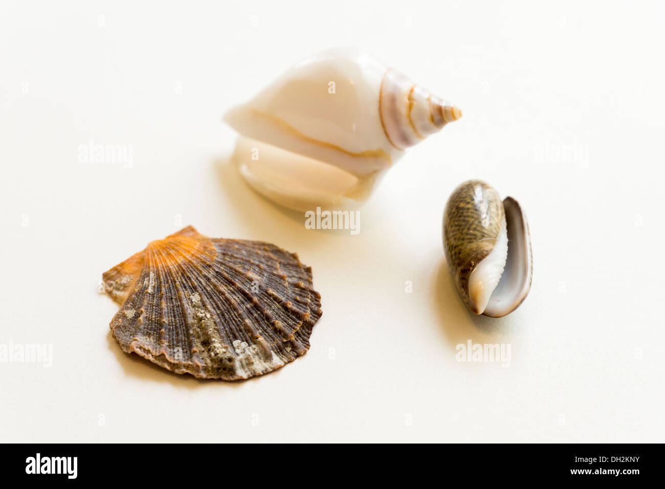 Seashell seashells hi-res stock photography and images - Alamy