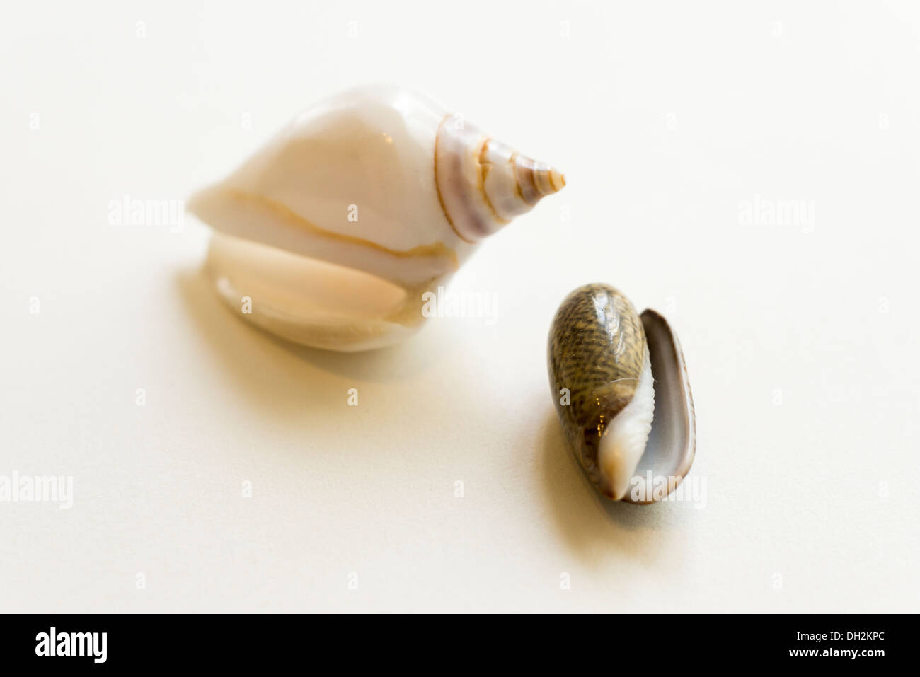 Seashell seashells hi-res stock photography and images - Alamy