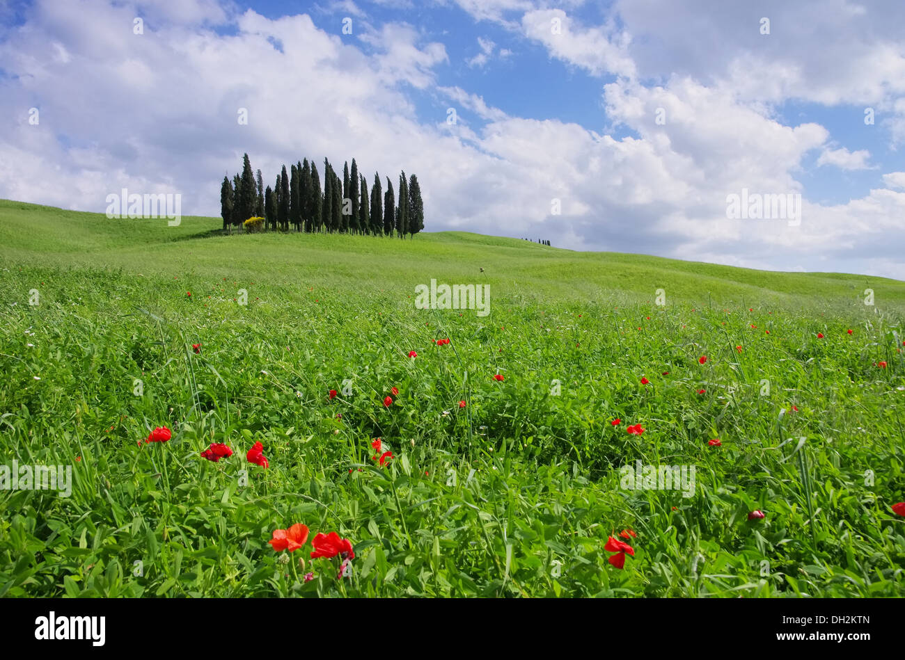 Forest poppy hi-res stock photography and images - Alamy