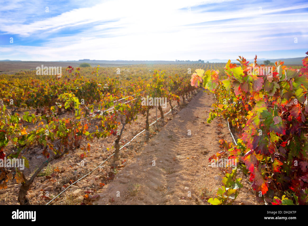 Tempranillo grapes hi-res stock photography and images - Alamy