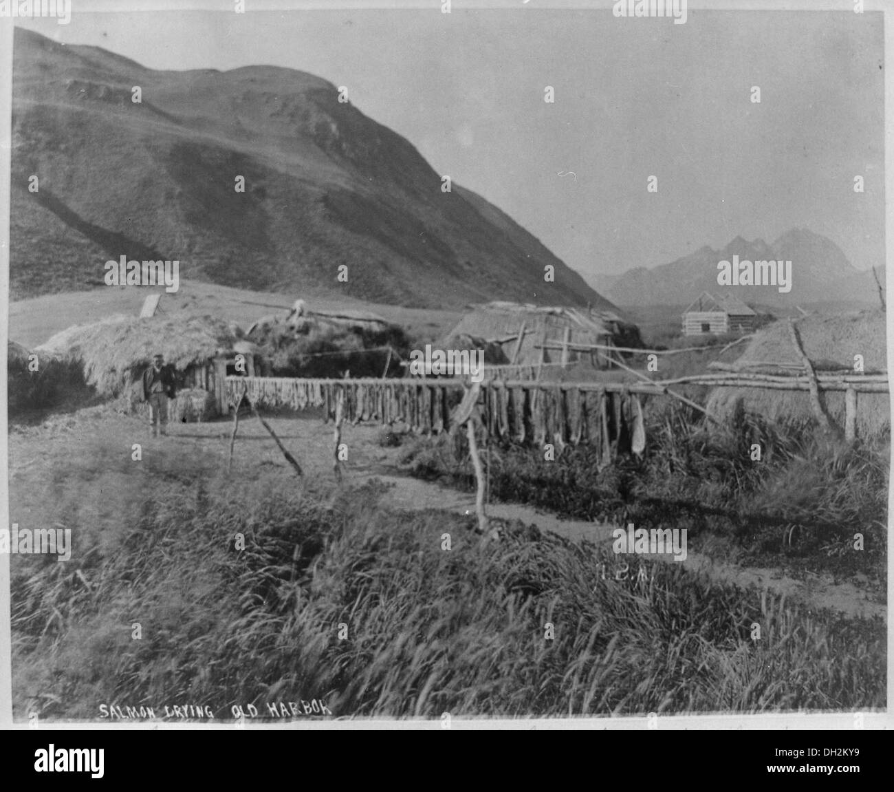 A historic photograph showing salmon drying in an Aleut village in Old ...