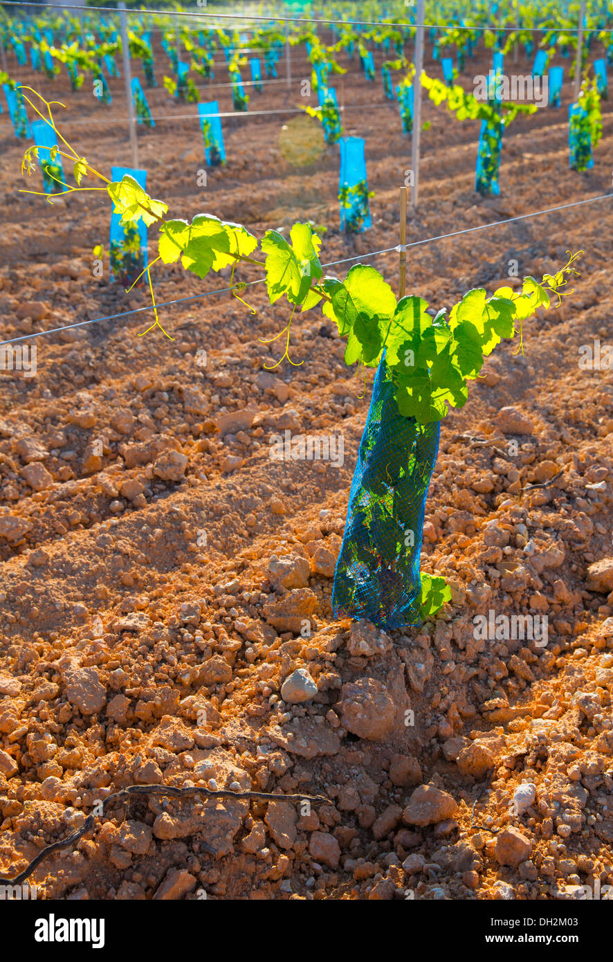 Small grape plant in row hi-res stock photography and images - Alamy
