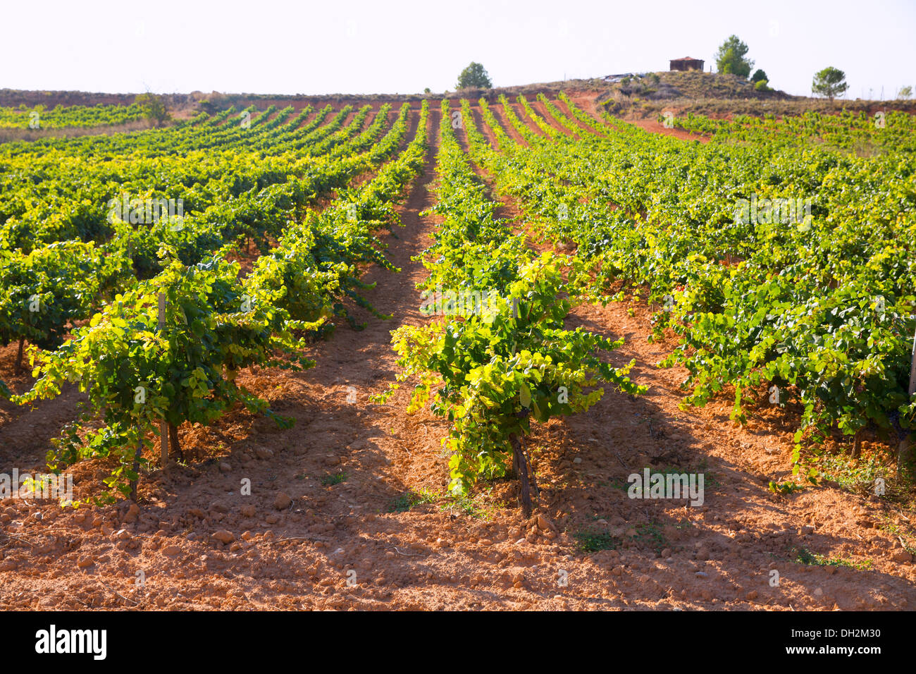 Mediterranean vineyards in Utiel Requena at Spain wines Stock Photo - Alamy