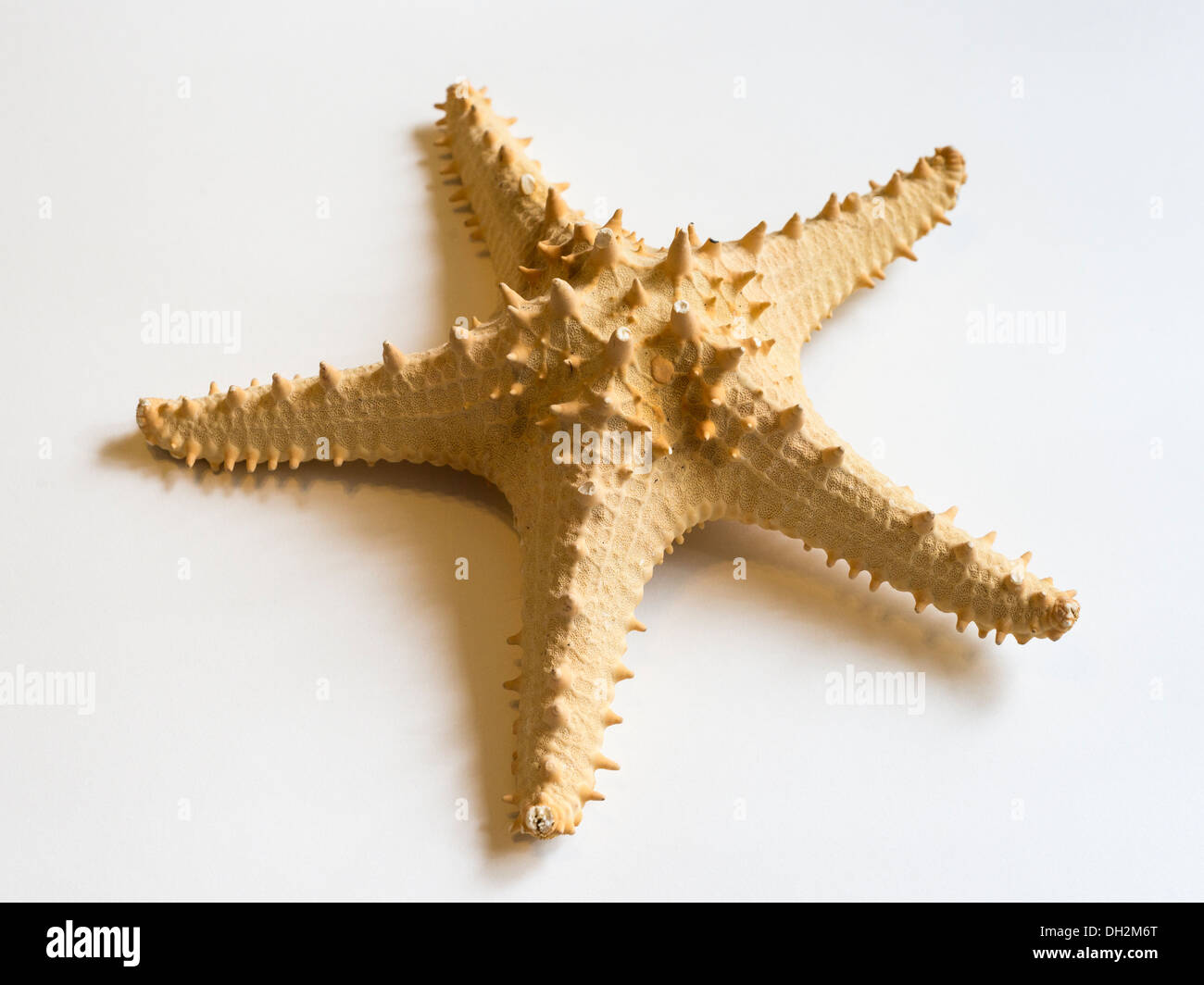 Starfish on white background Stock Photo - Alamy