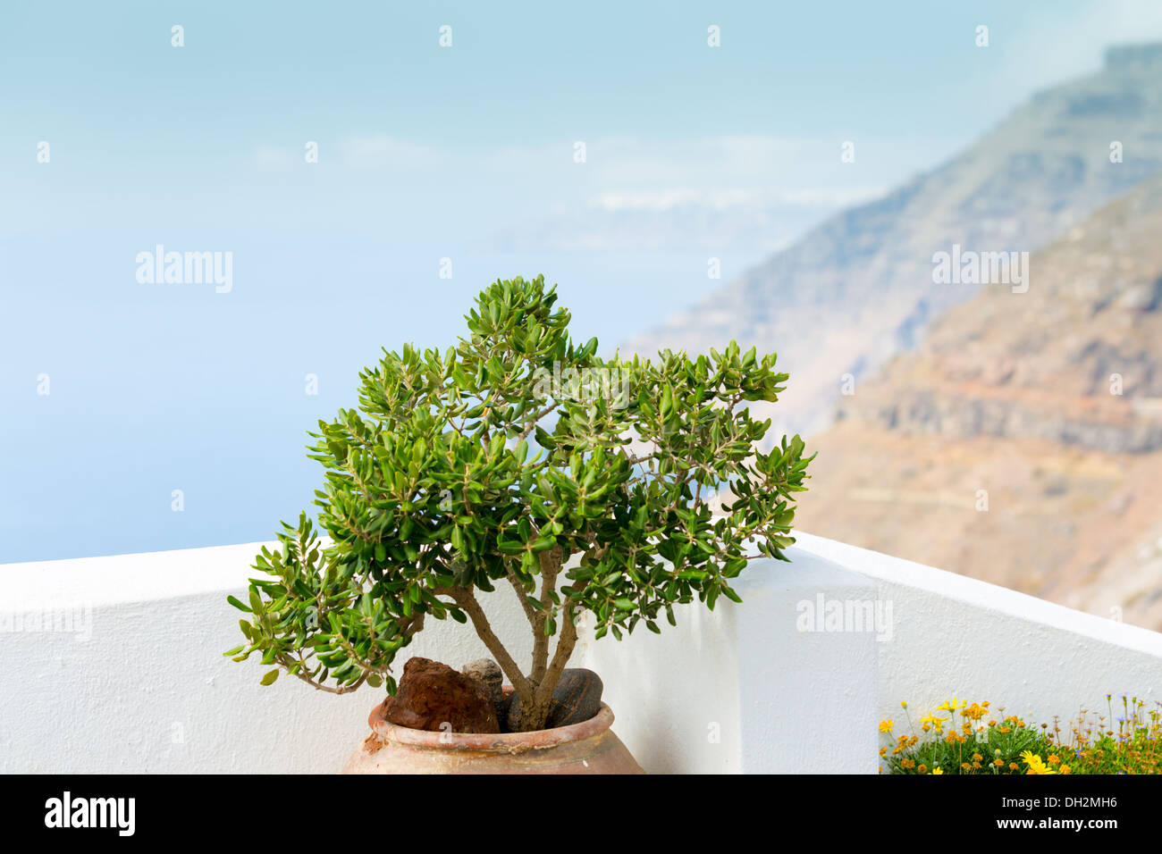 Greek pot plant hi-res stock photography and images - Alamy