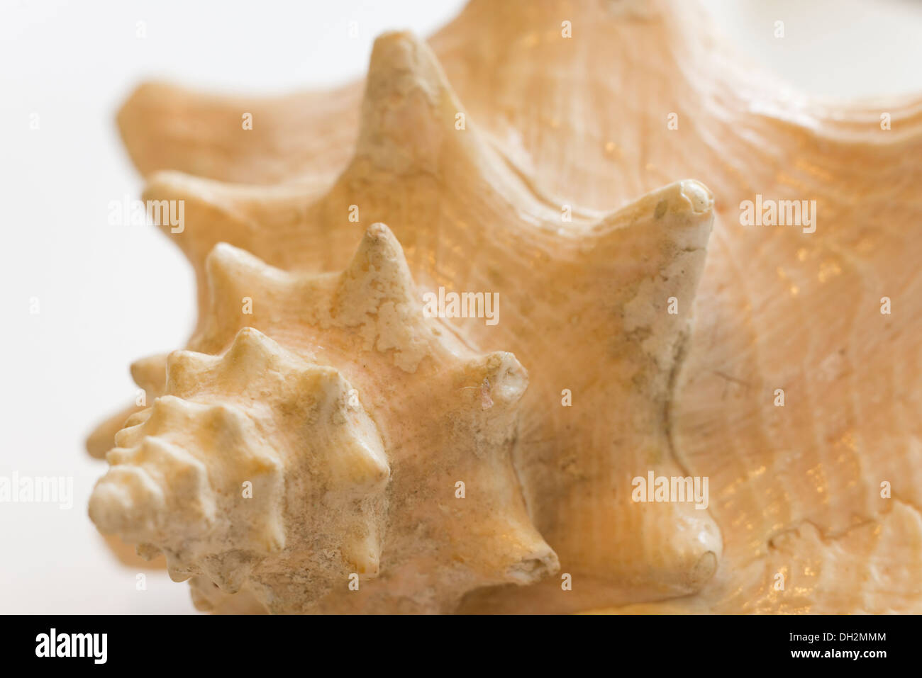 Gold conch hi-res stock photography and images - Alamy
