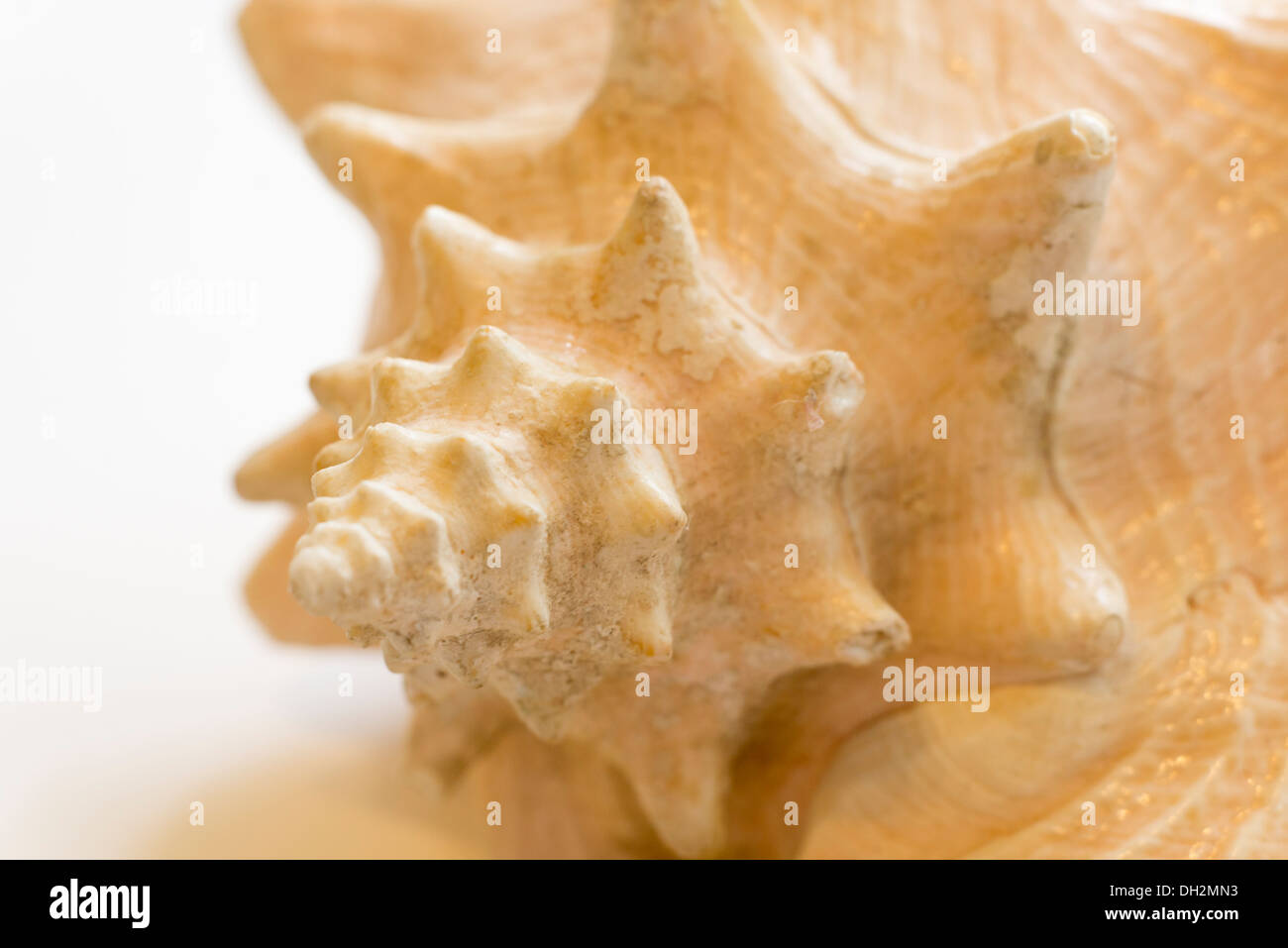 A conch shell on a white background Stock Photo - Alamy