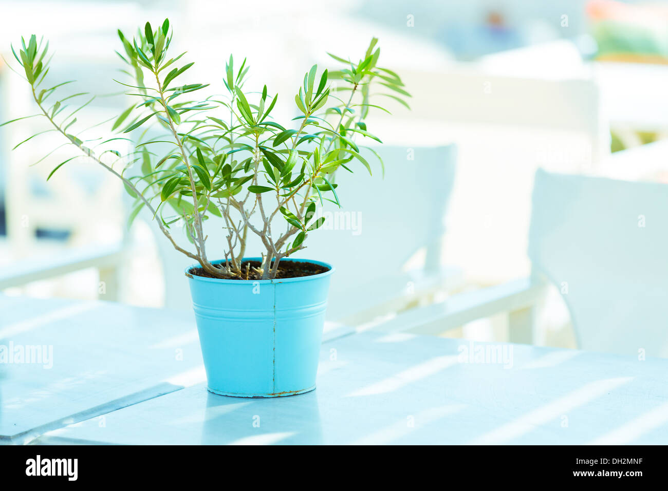 Greek pot plant hi-res stock photography and images - Alamy