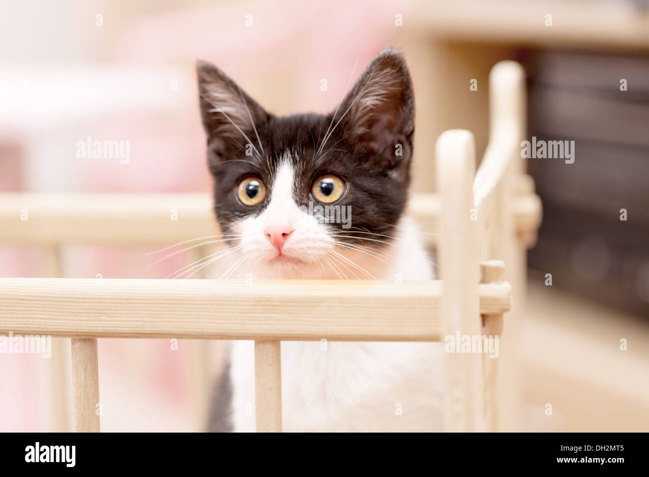 Cute little kitten Stock Photo - Alamy