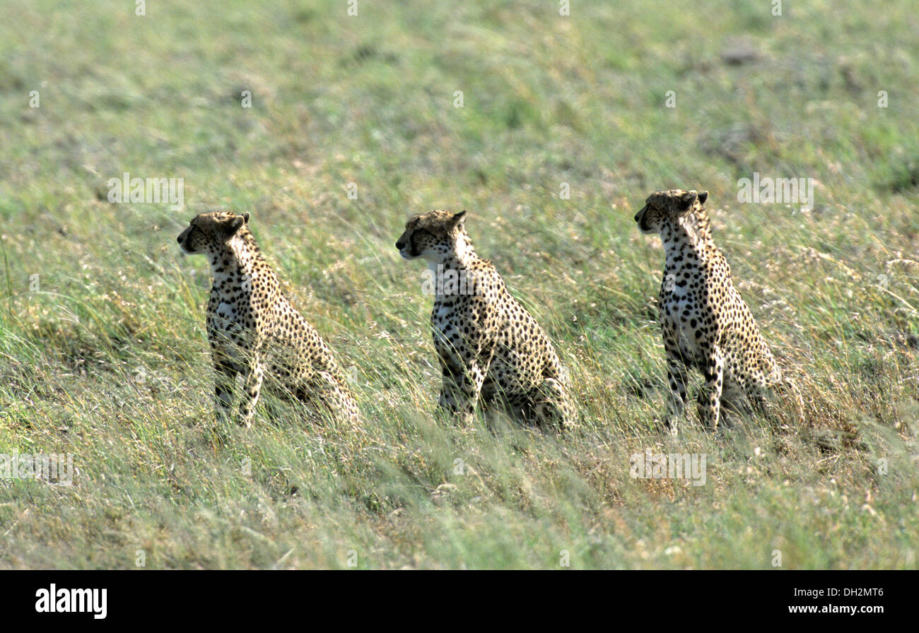 Three cheetahs sitting in Serengeti National Park, Tanzania, Africa ...