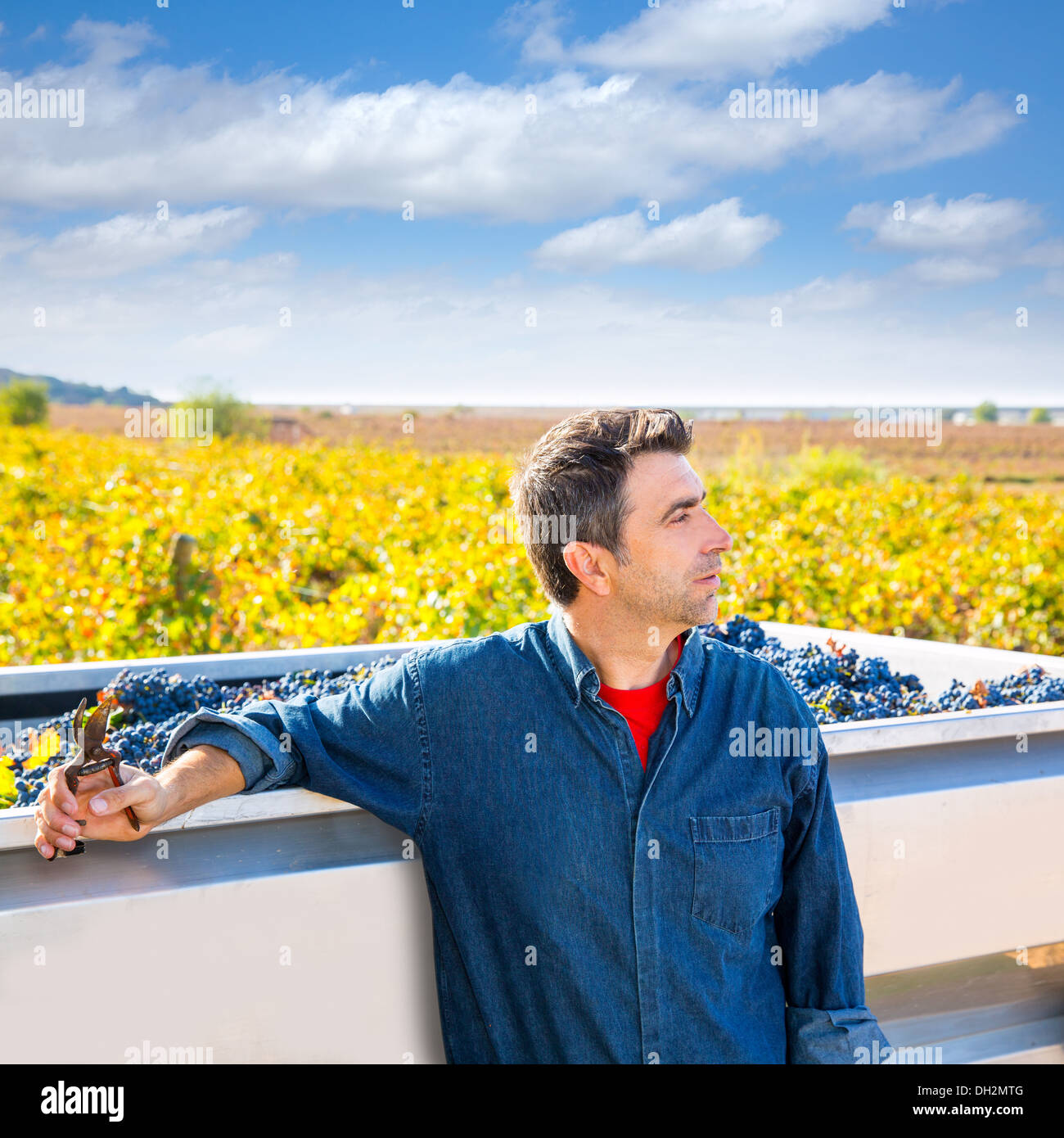 Mediterranean vineyard harvest farmer farming cabernet sauvignon grape ...