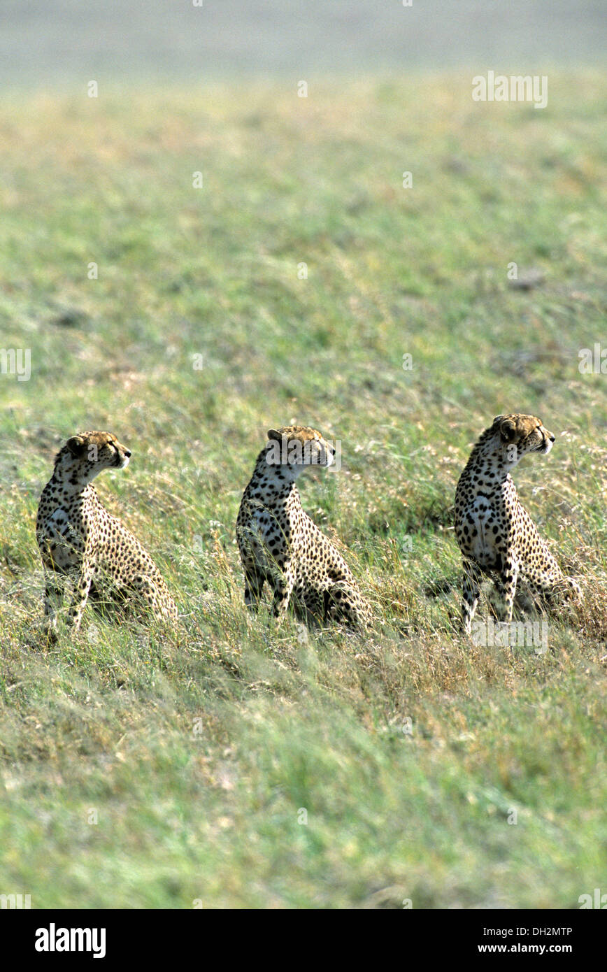 Three cheetahs sitting in Serengeti National Park, Tanzania, Africa ...