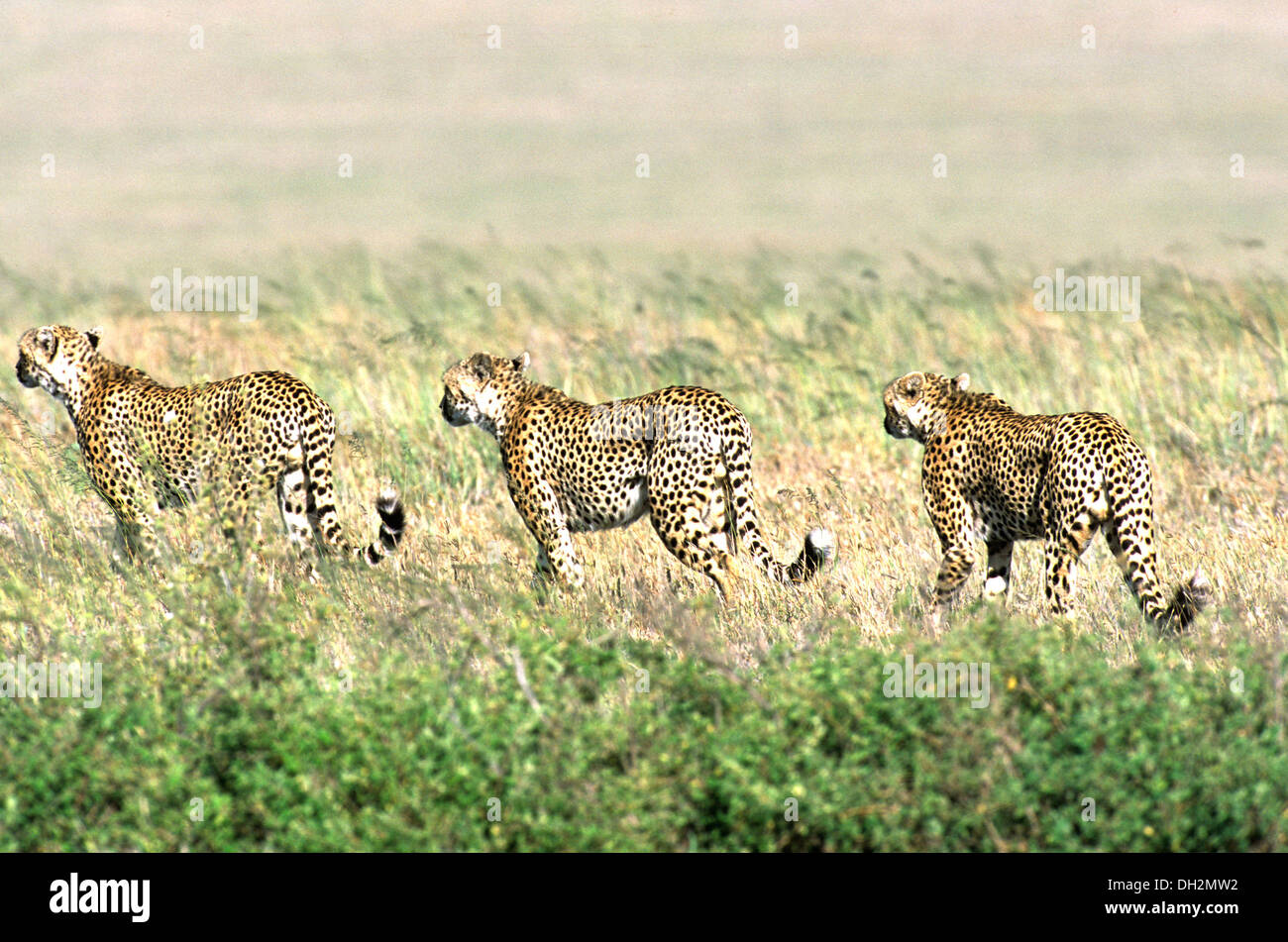 Three cheetahs walking in Serengeti National Park, Tanzania, Africa ...