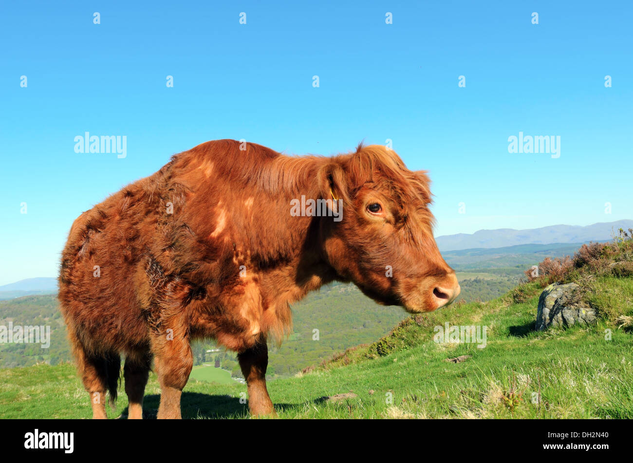 Luing cattle hi-res stock photography and images - Alamy