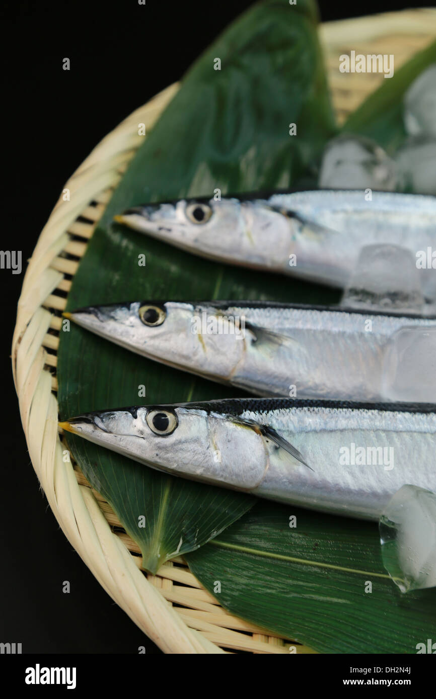 Saury hi-res stock photography and images - Alamy
