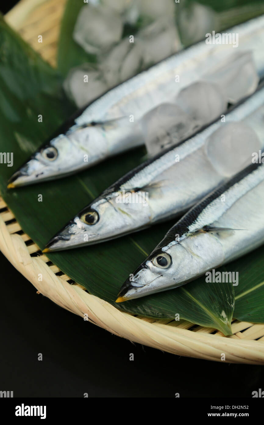 Saury hi-res stock photography and images - Alamy