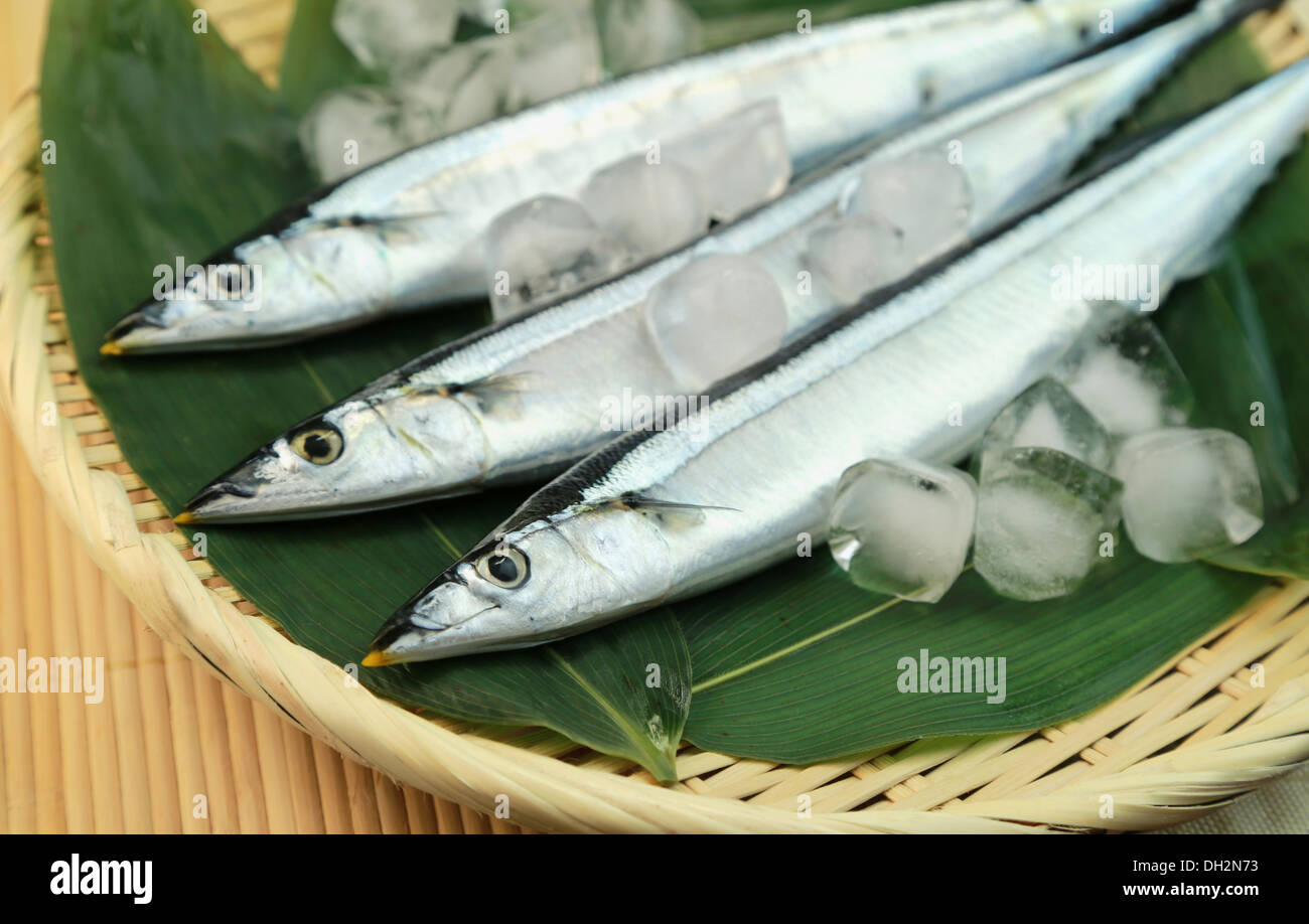 Saury hi-res stock photography and images - Alamy
