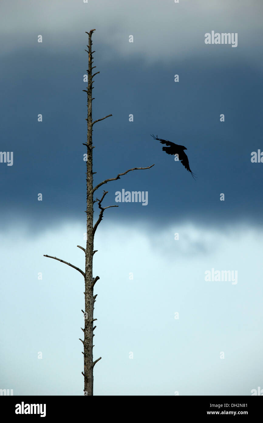 A Raven leaving its perch in a pine Stock Photo - Alamy