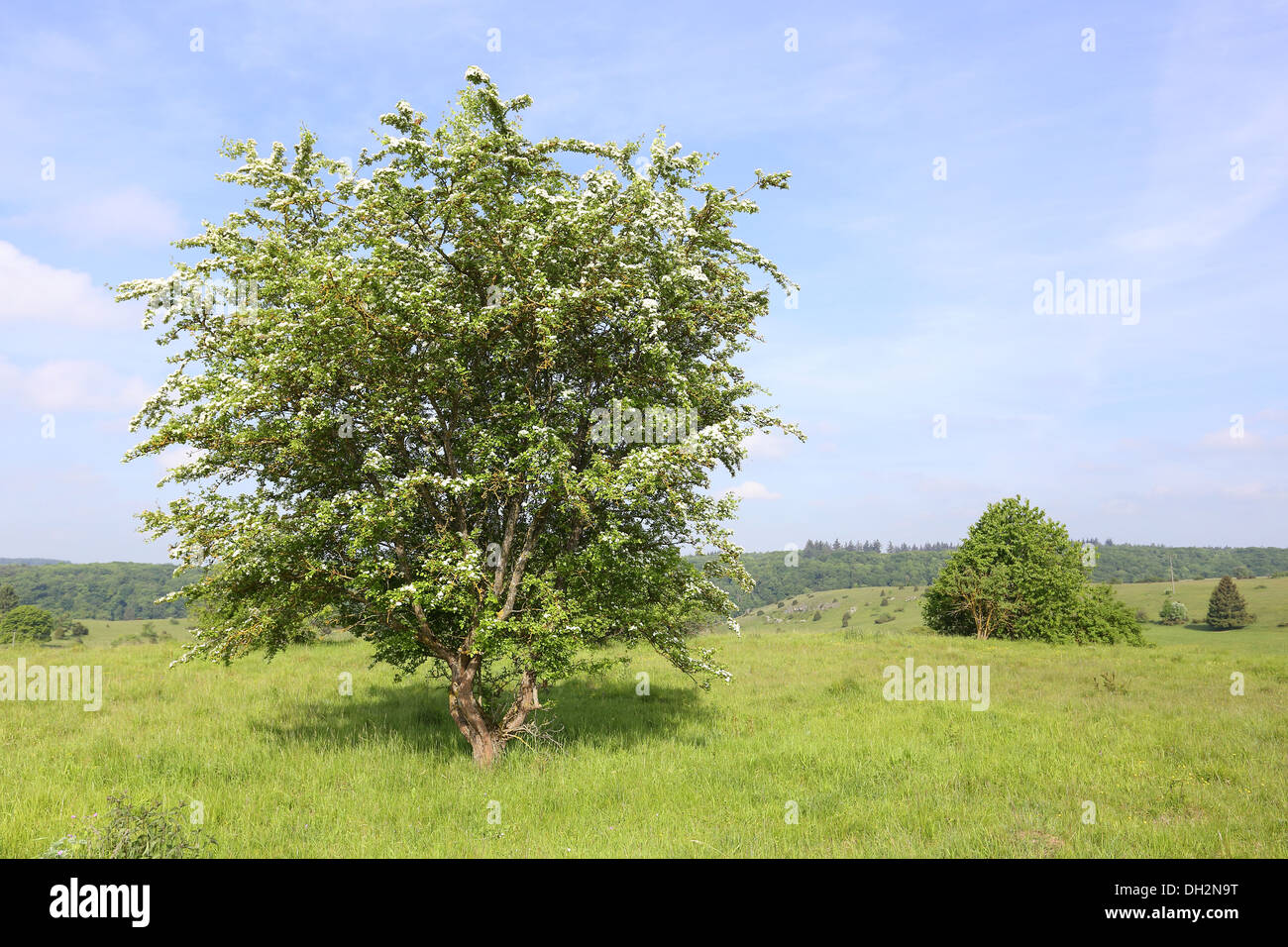 Common hawthorn crataegus monogyna flowering hi-res stock photography ...