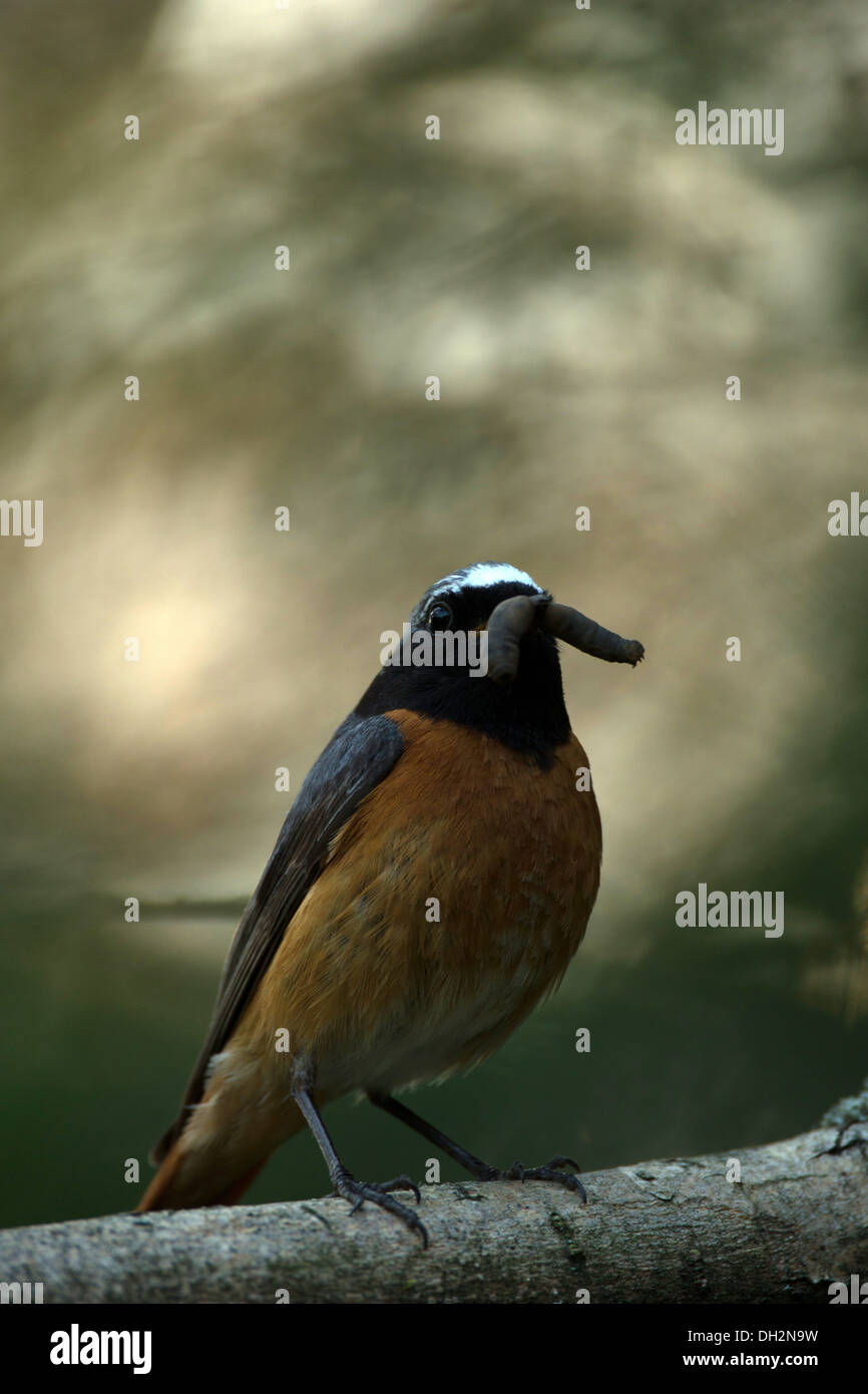 Female hane hi-res stock photography and images - Alamy