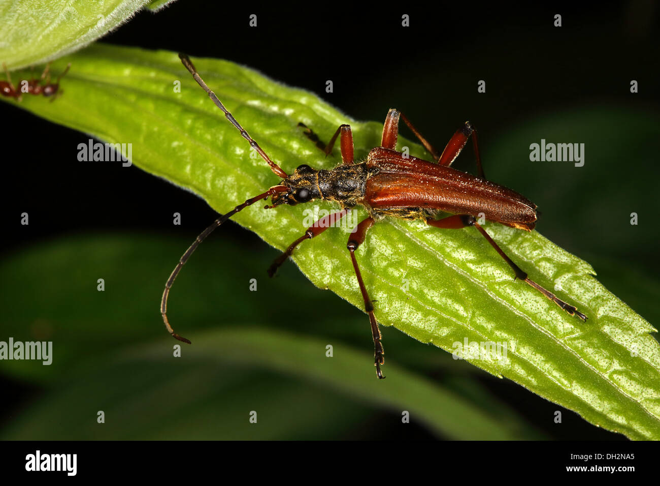 Stenocorus meridianis, Longhorn beetle Stock Photo - Alamy