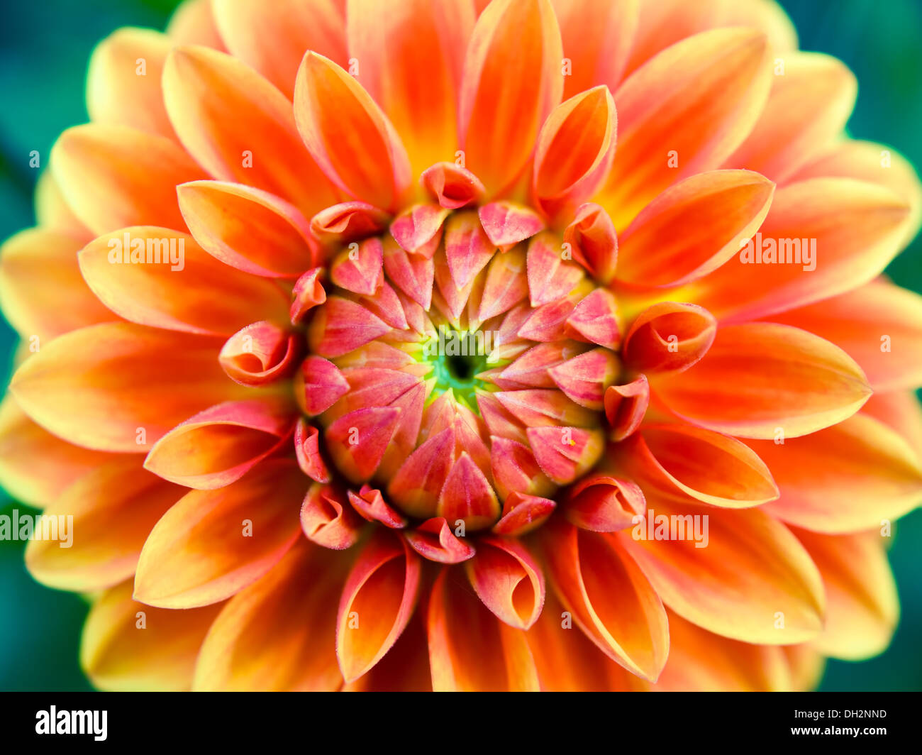 Single aster flower hi-res stock photography and images - Alamy