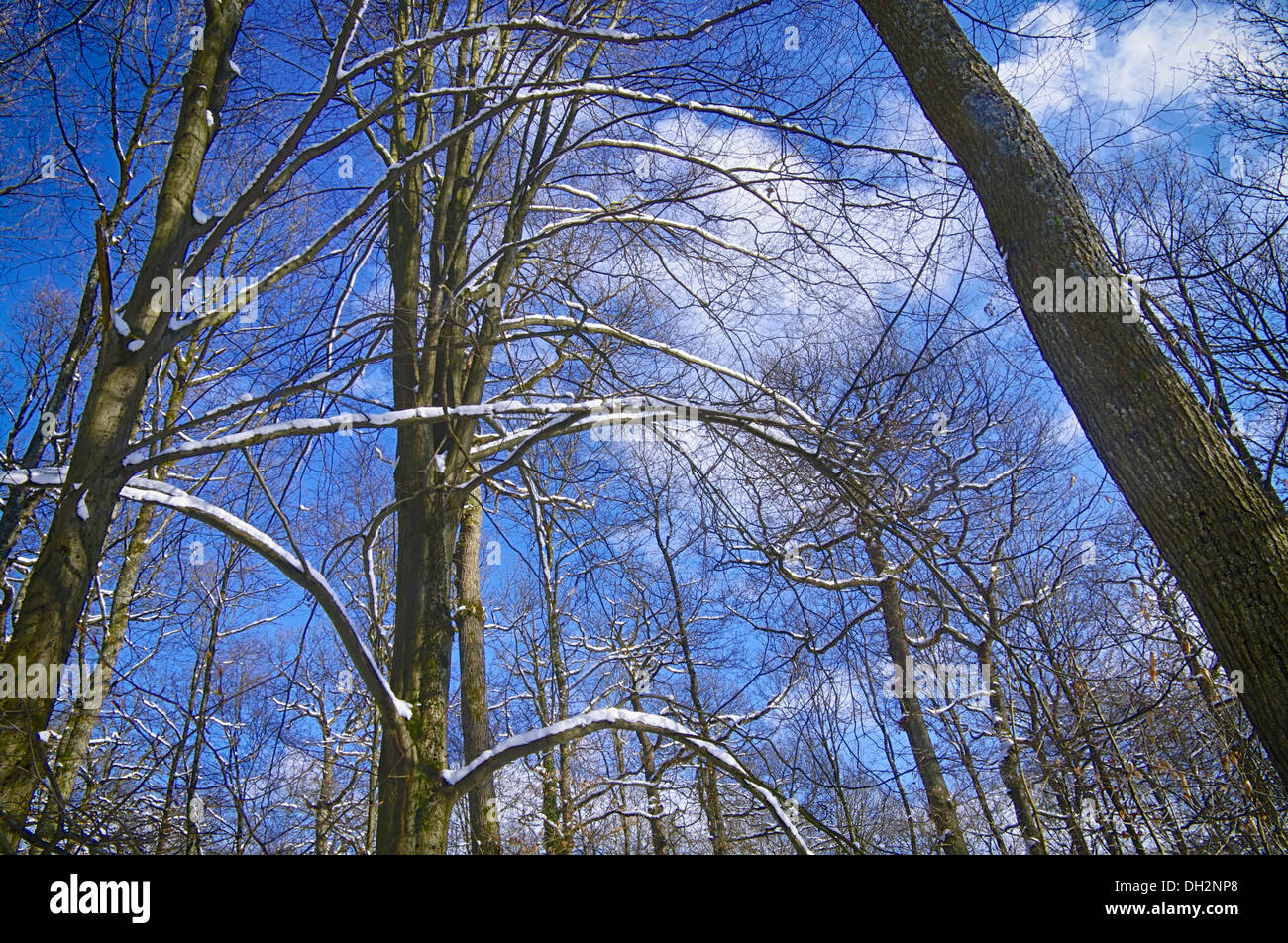 Forrest snow hi-res stock photography and images - Alamy