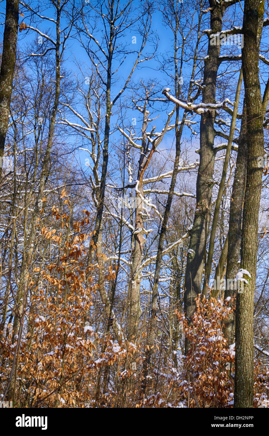 Snow in winter forrest Stock Photo - Alamy