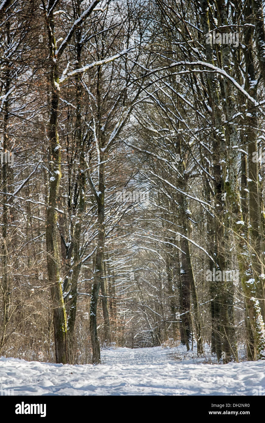 Forrest snow hi-res stock photography and images - Alamy