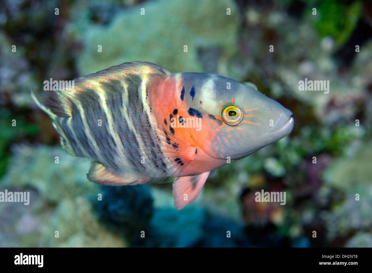 Cheilinus fasciatus hi-res stock photography and images - Alamy