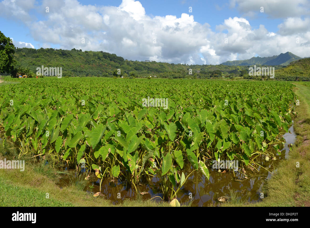 Taro Plantation High Resolution Stock Photography and Images - Alamy
