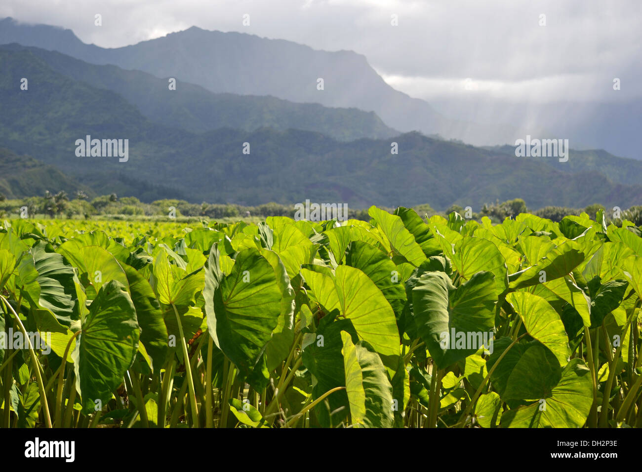 Hanalei plantation hi-res stock photography and images - Alamy