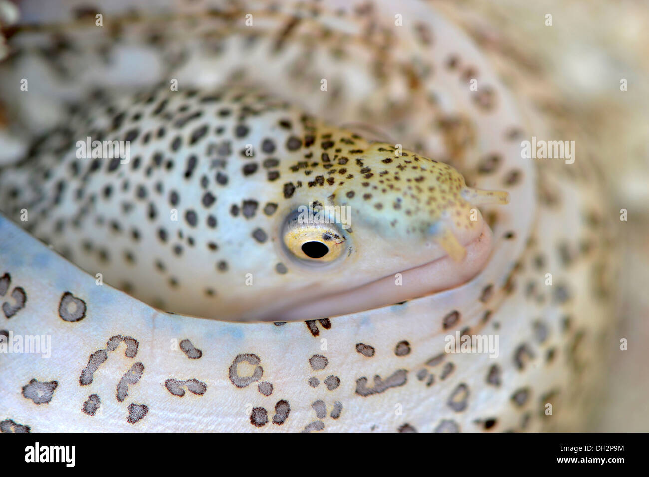 Siderea picta hi-res stock photography and images - Alamy