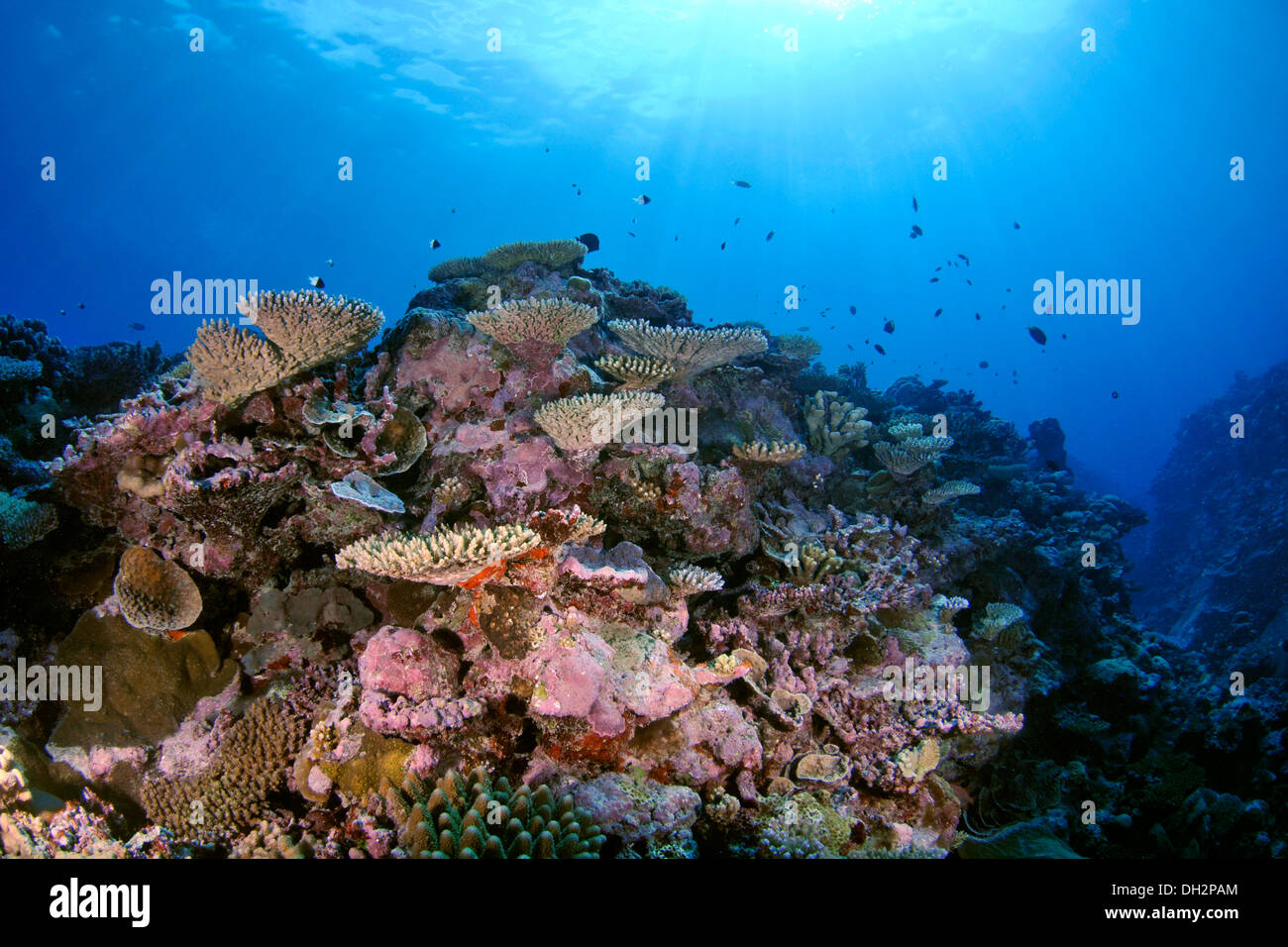 Futuna Island Stock Photos & Futuna Island Stock Images - Alamy