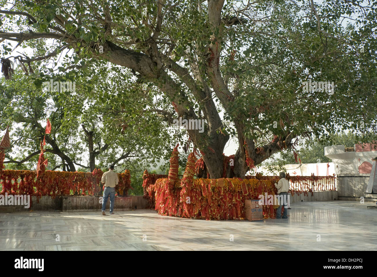 Mansa Devi Tree