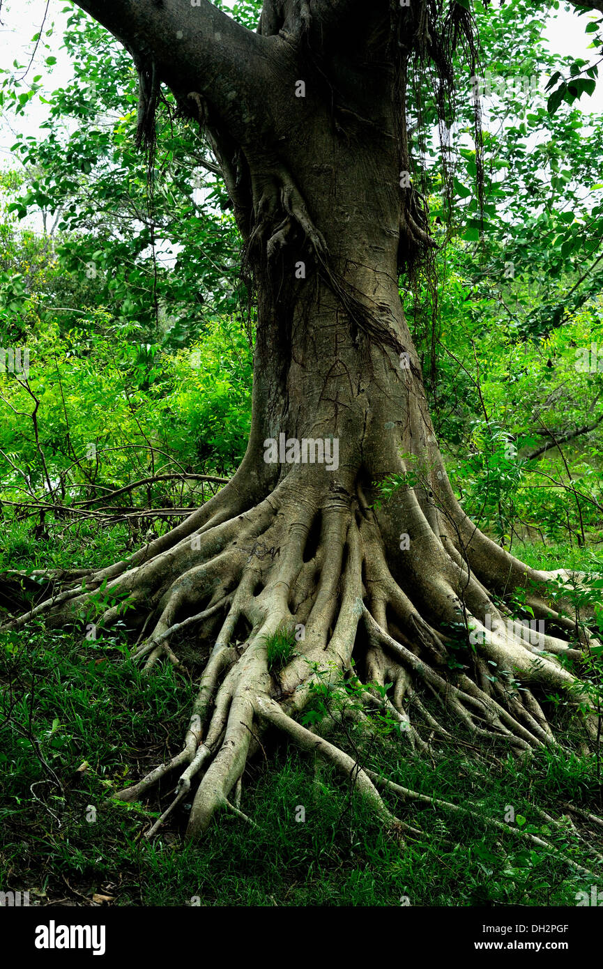 Banyan trees base hi-res stock photography and images - Alamy