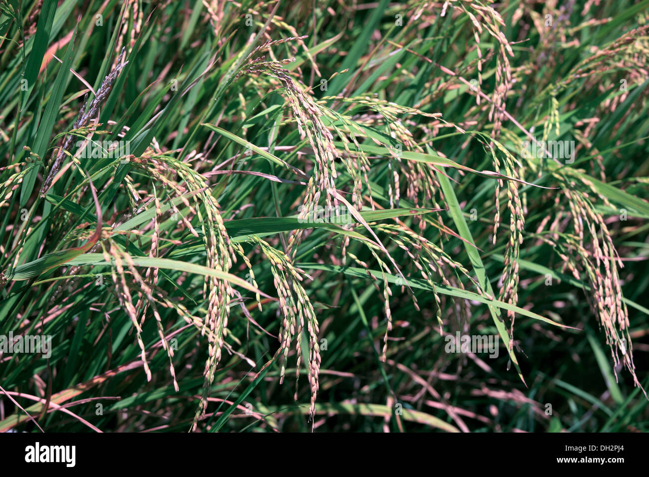 Indian paddy fields hi-res stock photography and images - Alamy