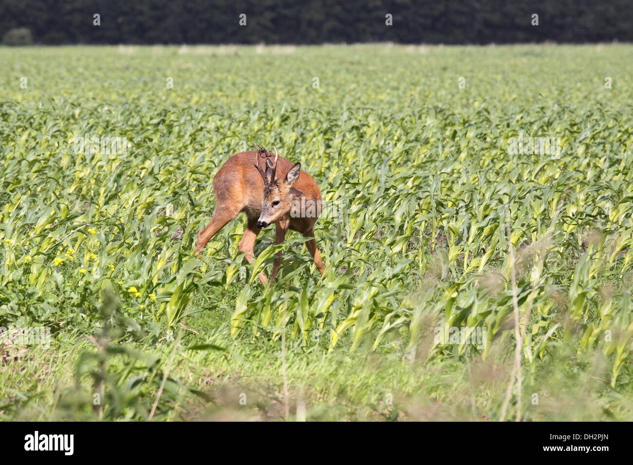Roe corn hi-res stock photography and images - Alamy