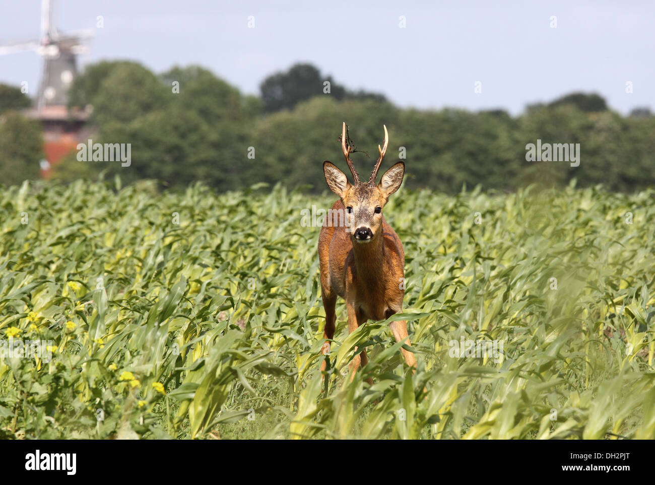 Roe corn hi-res stock photography and images - Alamy