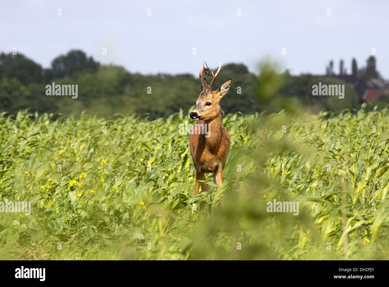 Roe Buck Stock Photos & Roe Buck Stock Images - Alamy