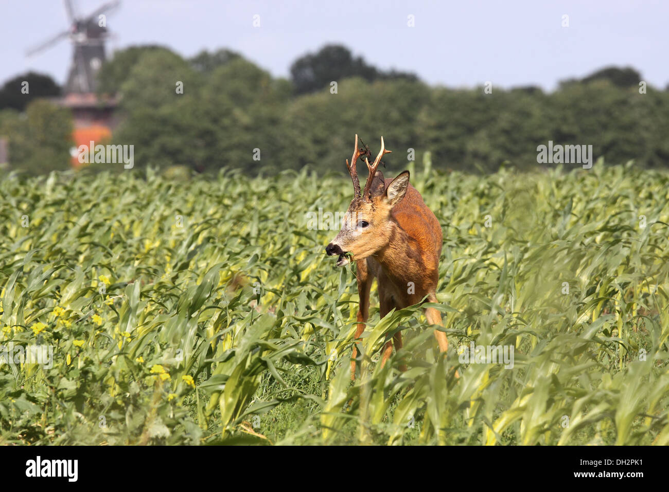 Roe buck in a corn field Stock Photo - Alamy